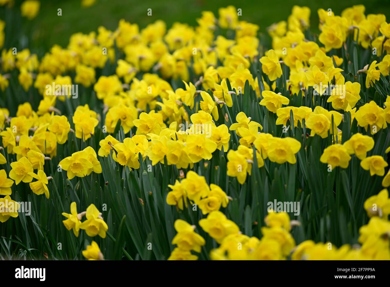Native to england hybrid hi-res stock photography and images - Alamy