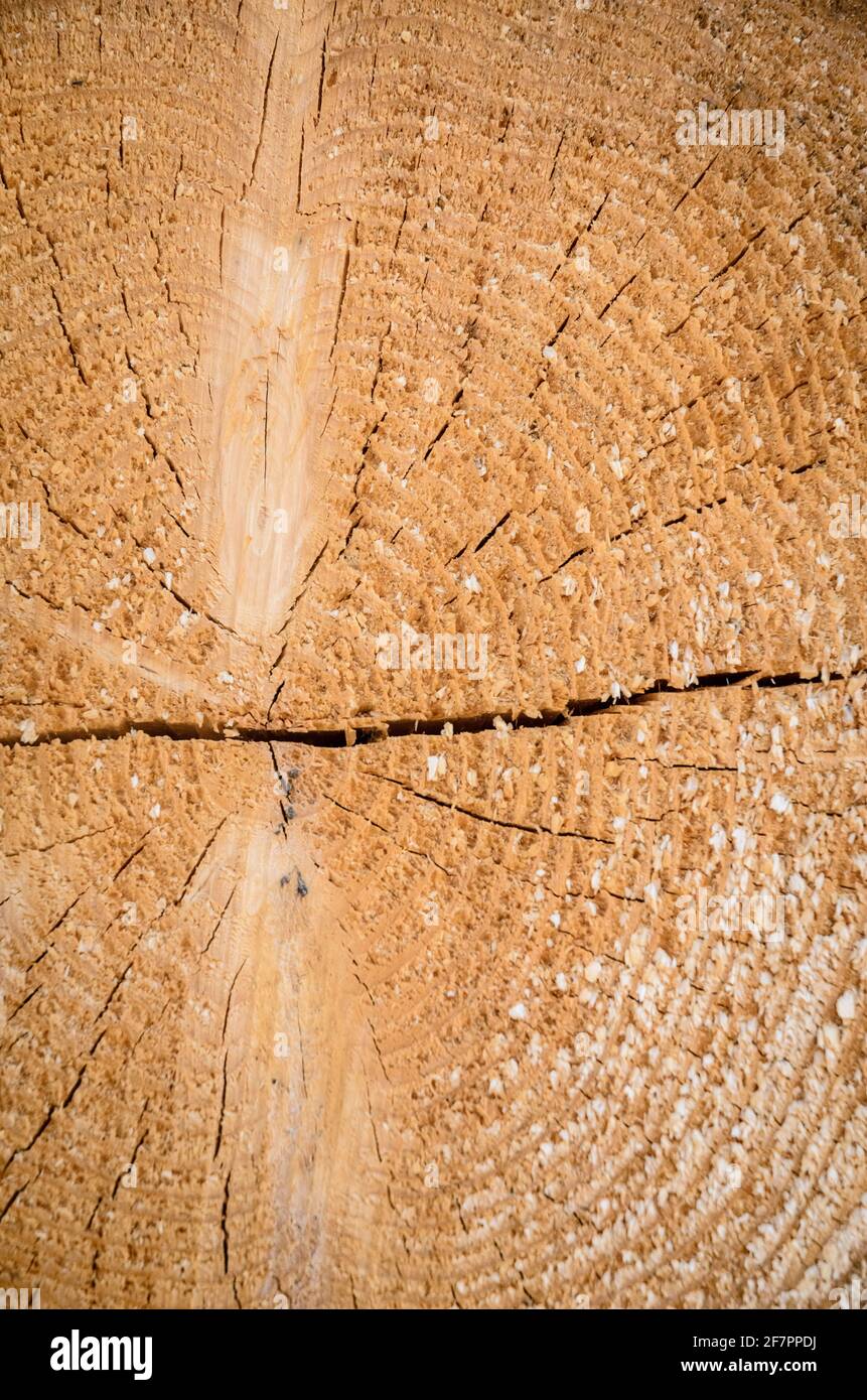 Close-up of wooden cross-section growth rings and fine cracks of a ...