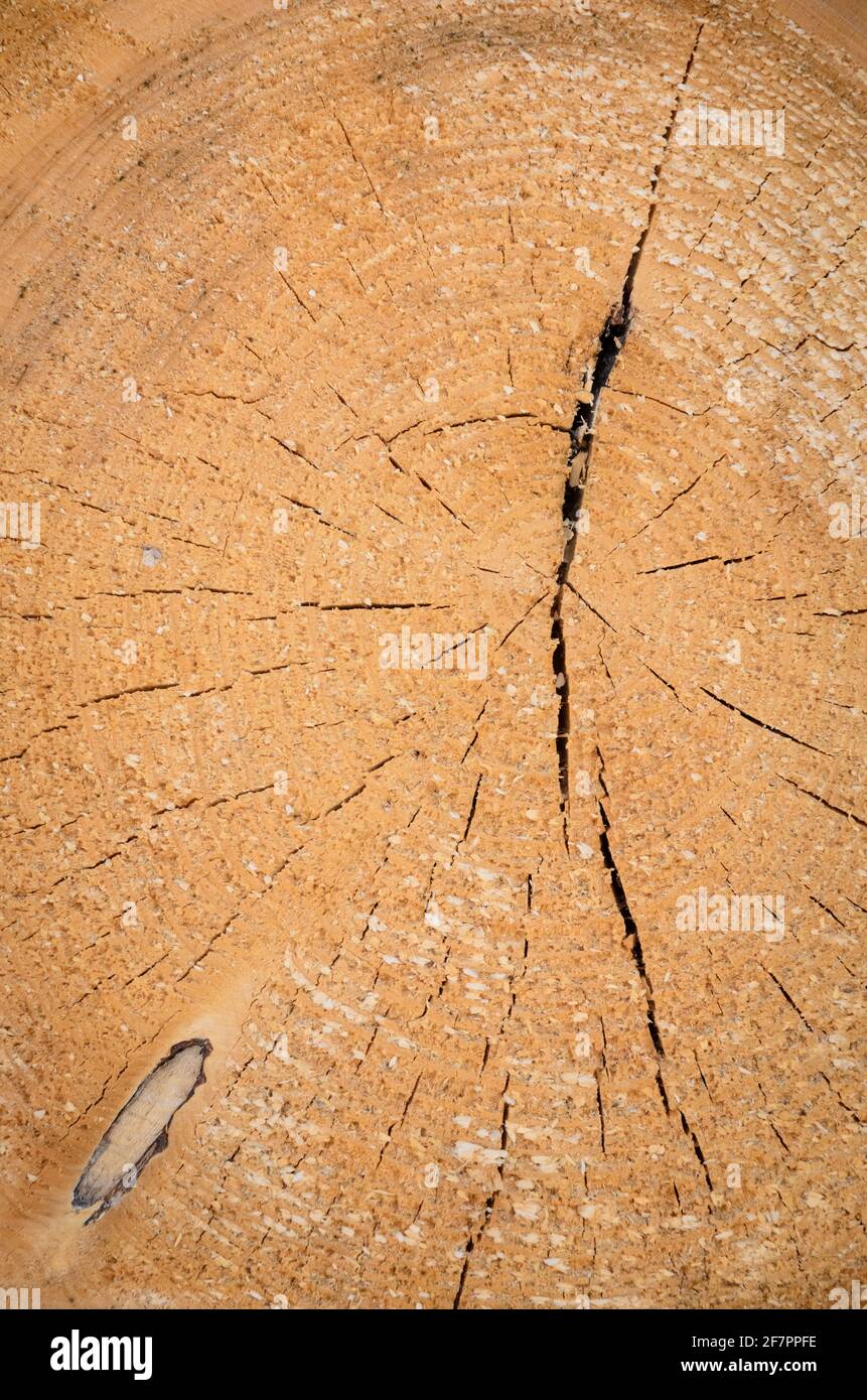 Close-up of wooden cross-section growth rings and fine cracks of a ...