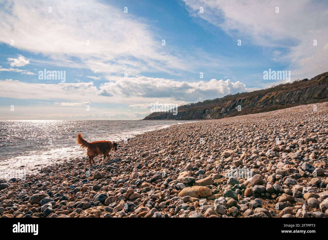 Fossil beach lyme regis hi-res stock photography and images - Alamy