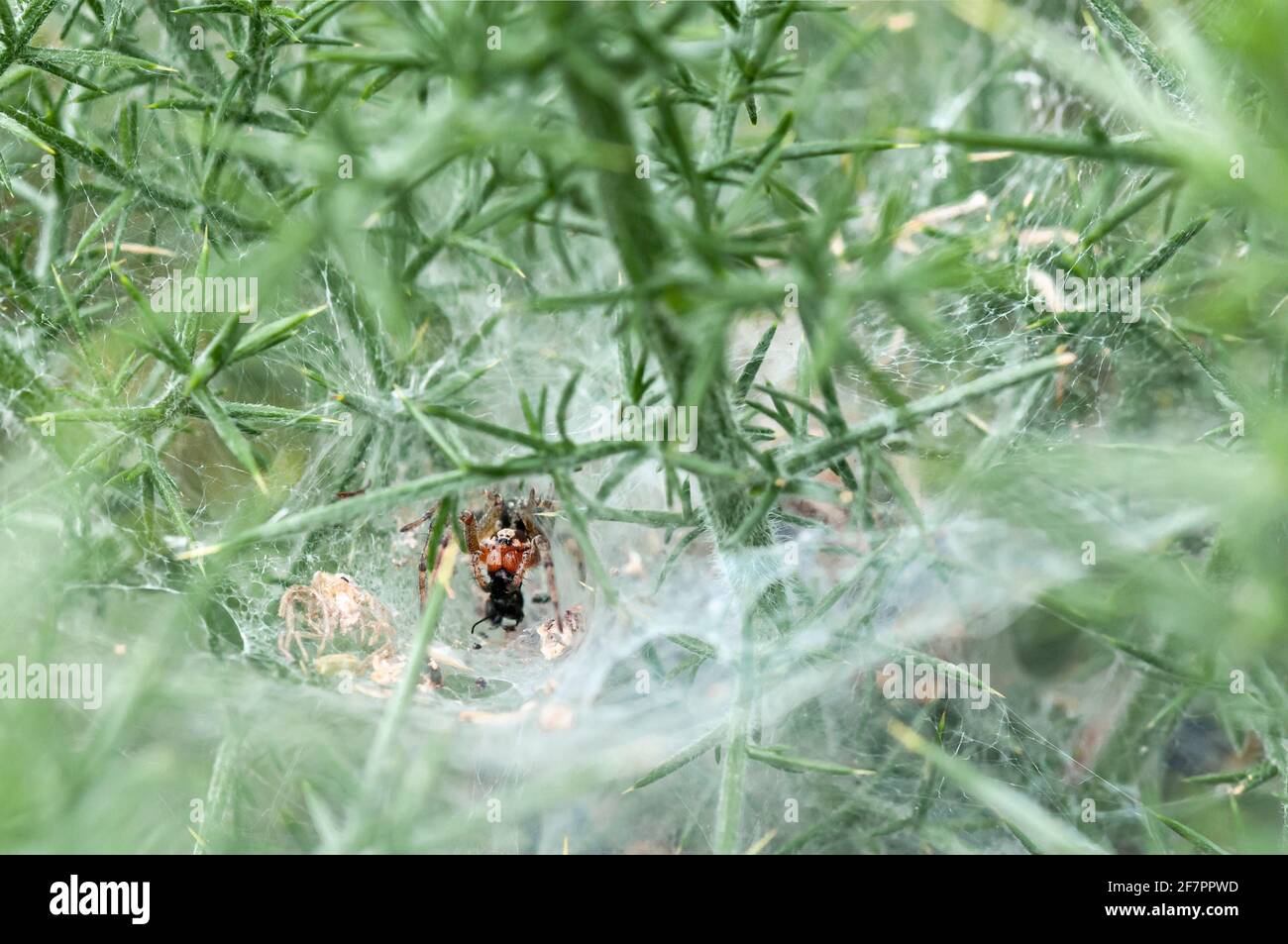 A 3 shot HDR close up image of a Labyrinth Spider, Angelena ...