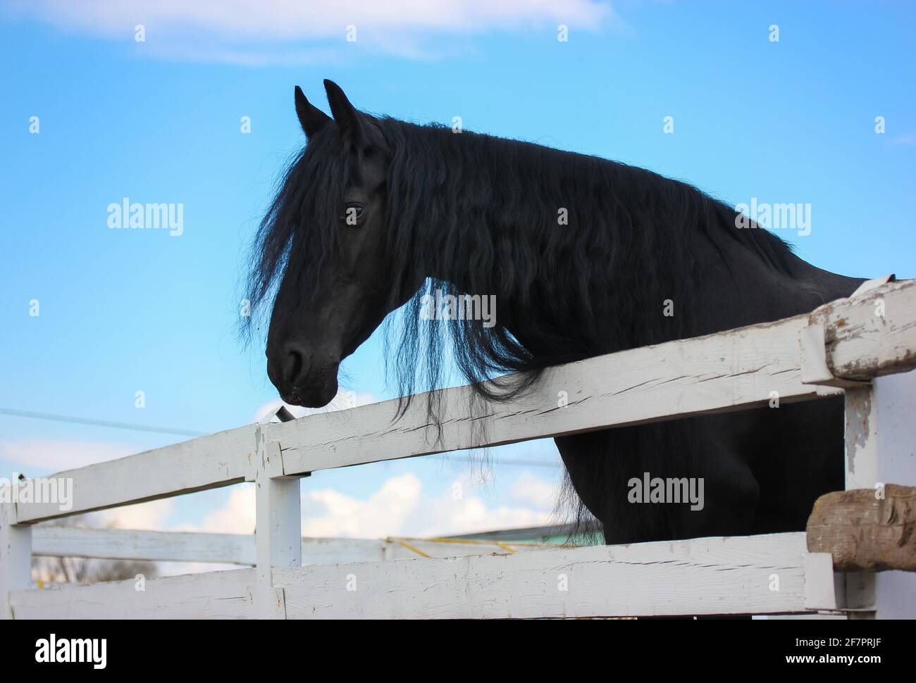 Beautiful black raven horse standing in a corral against a blue sky ...