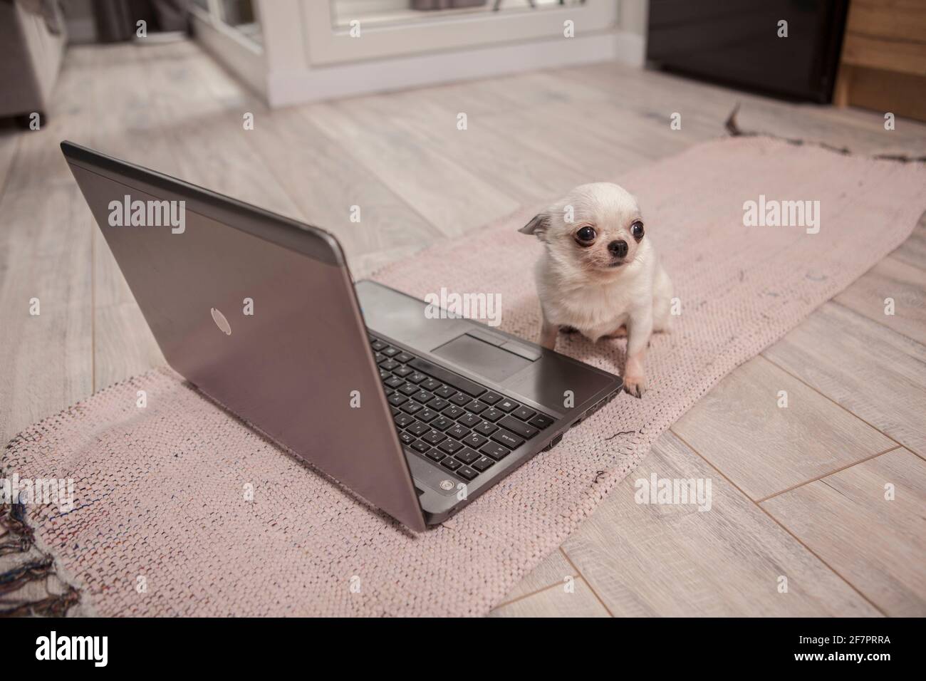 Adorable chihuahua dog sitting in front of the computer Stock Photo - Alamy