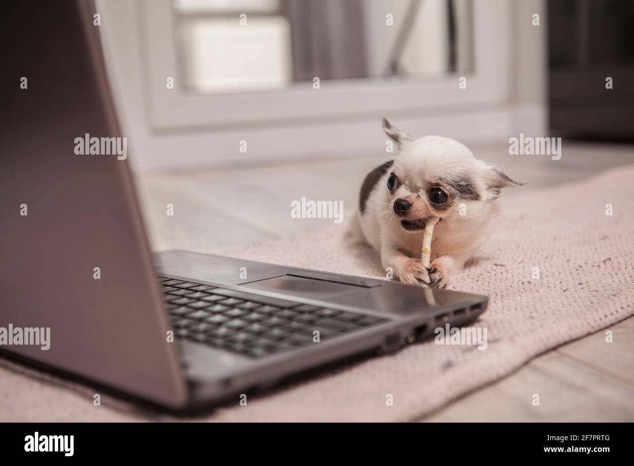 Funny tiny chihuahua puppy chewing on dog treat, infront of the ...