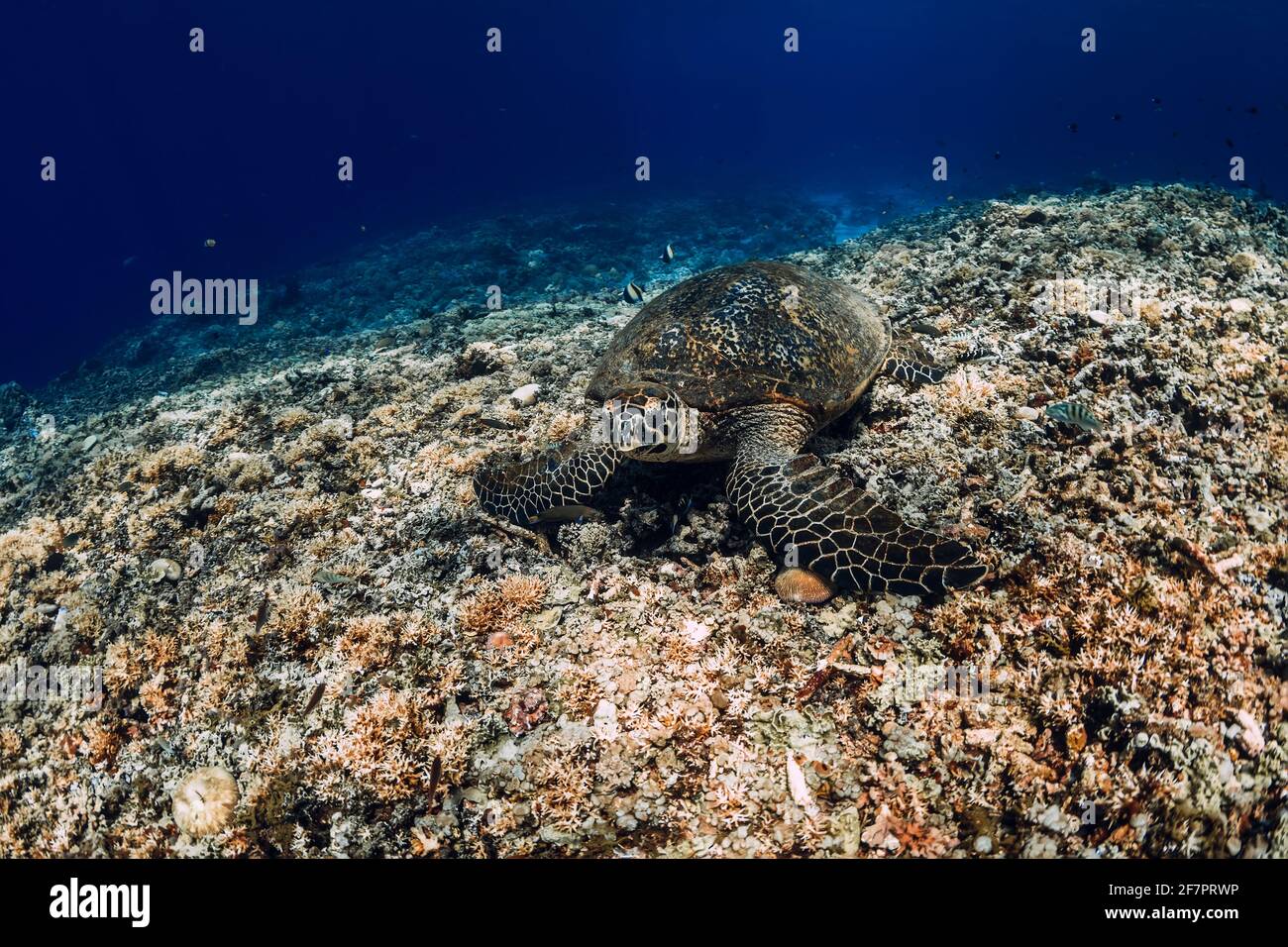 Green sea turtle underwater in transparent ocean at Hawaii Stock Photo ...