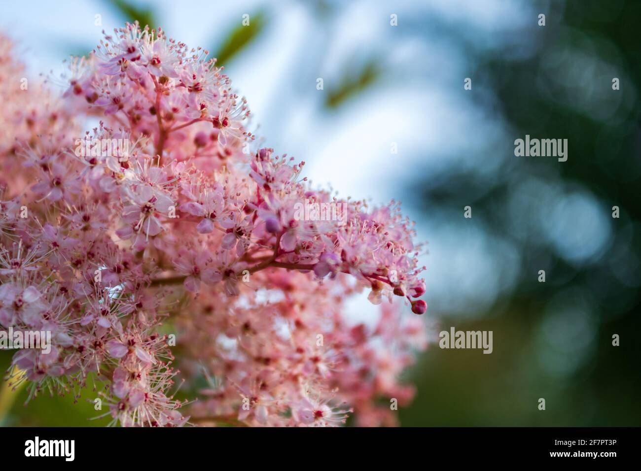 Tamarisk tamarix gallica hi-res stock photography and images - Alamy