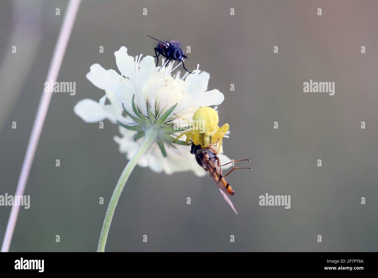 Spider grabbed a little axle for dinner and he will eat her soon Stock ...