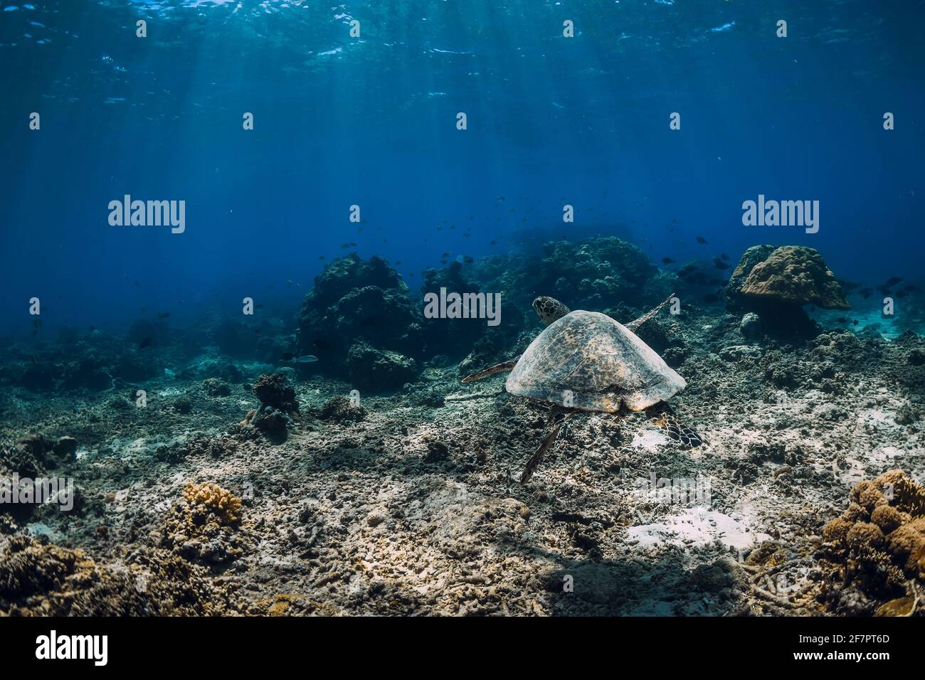 Green sea turtle underwater in transparent ocean at Hawaii Stock Photo ...