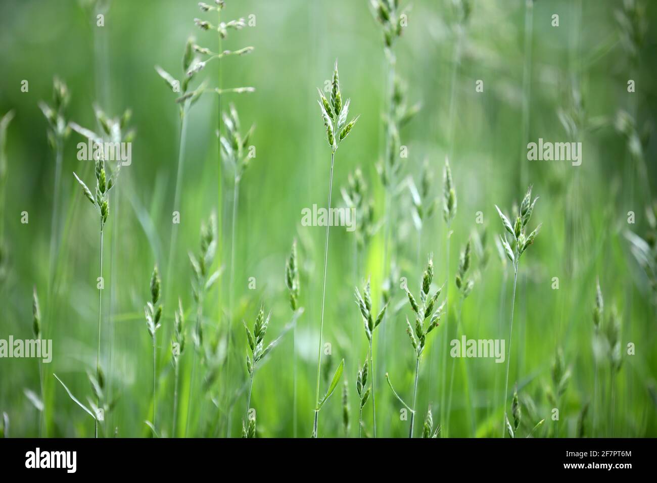 Green background of meadow in the foreground. Straight standing Stock ...