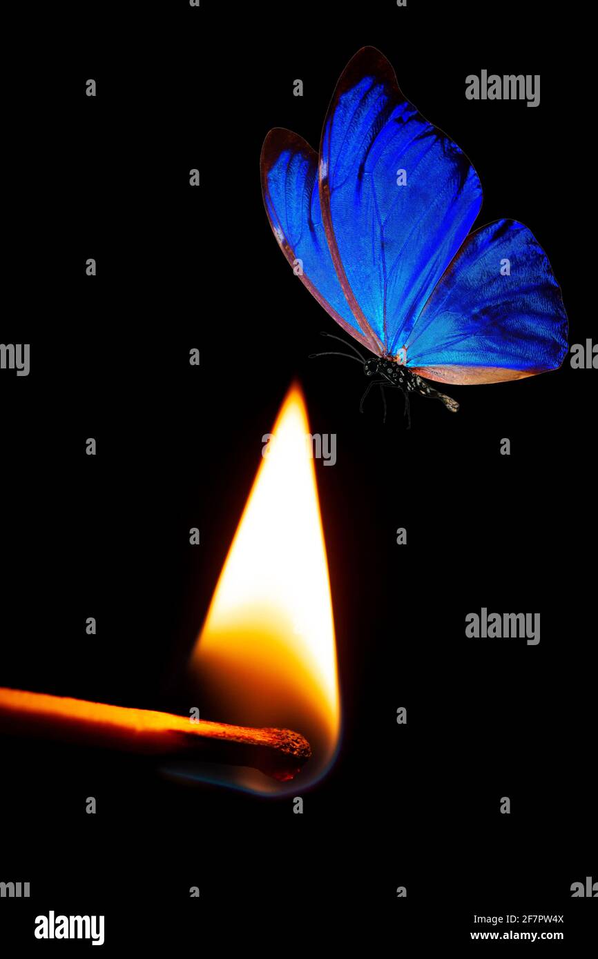 Blue butterfly flies on fire. burning match with a blue moth on a black ...