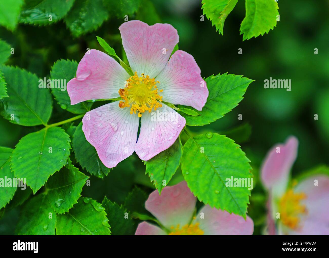 A close up shot of the pink flowers of a Dog Rose (Rosa canina ...