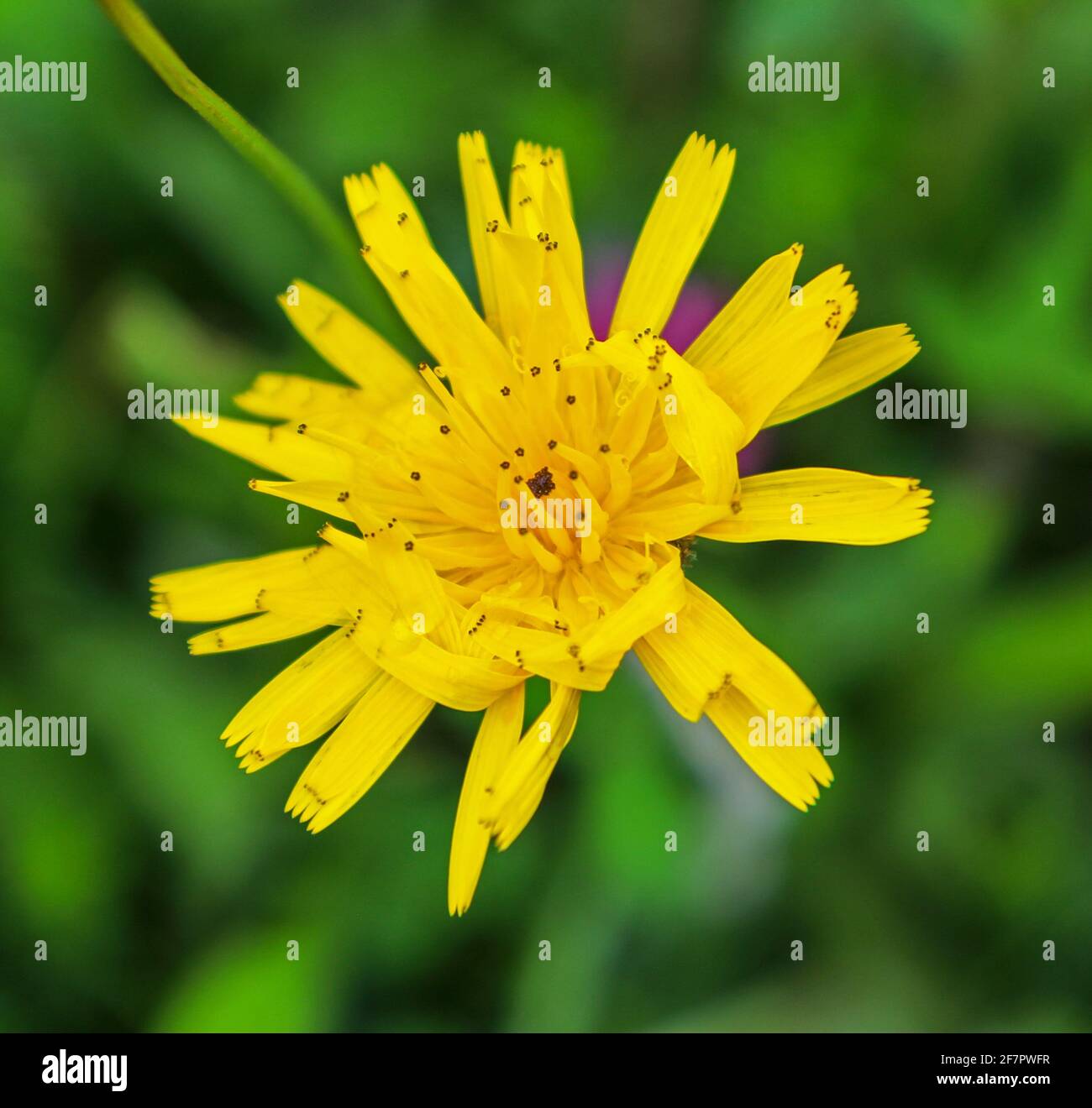 Goats Beard High Resolution Stock Photography and Images - Alamy