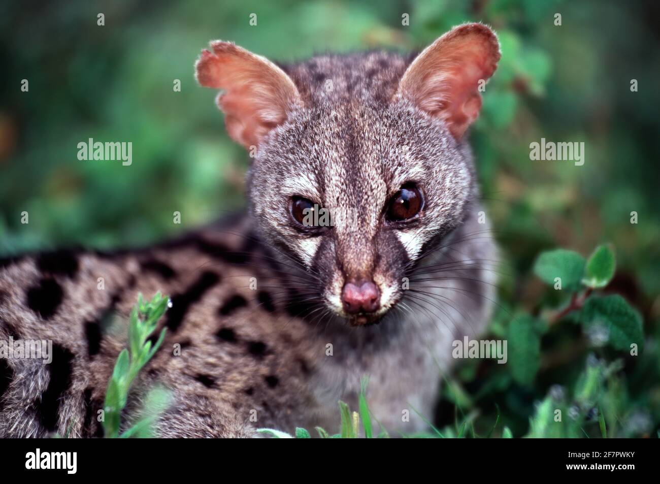 Common Genet High Resolution Stock Photography and Images - Alamy