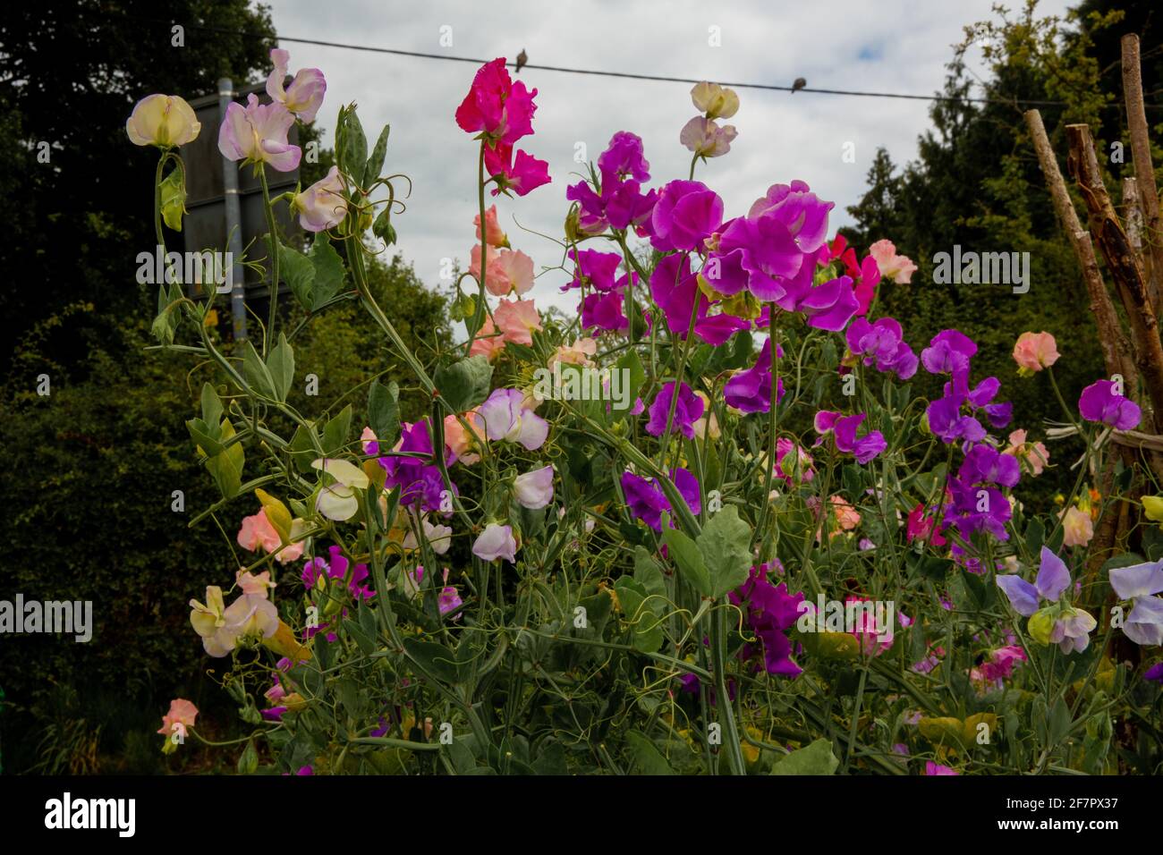 Pale salmon sweet peas hi-res stock photography and images - Alamy