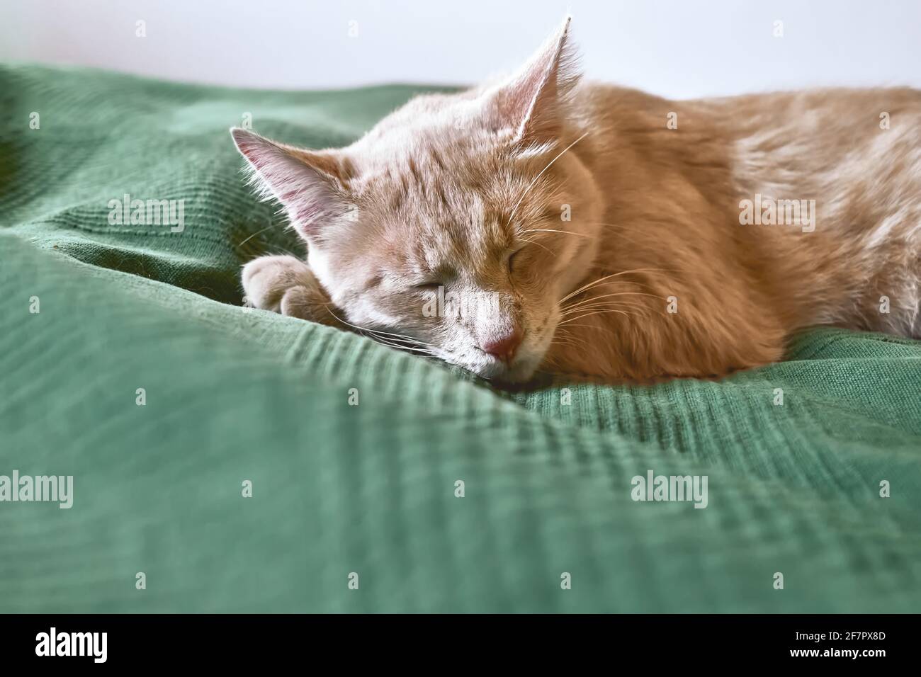 Domestic cat paw over eyes hi-res stock photography and images - Alamy