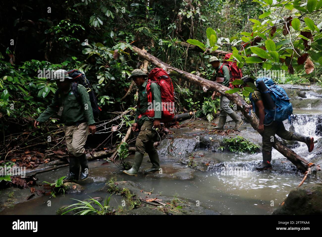 Aceh, Indonesia. 9th Apr, 2021. Indonesian forest rangers walk during a ...