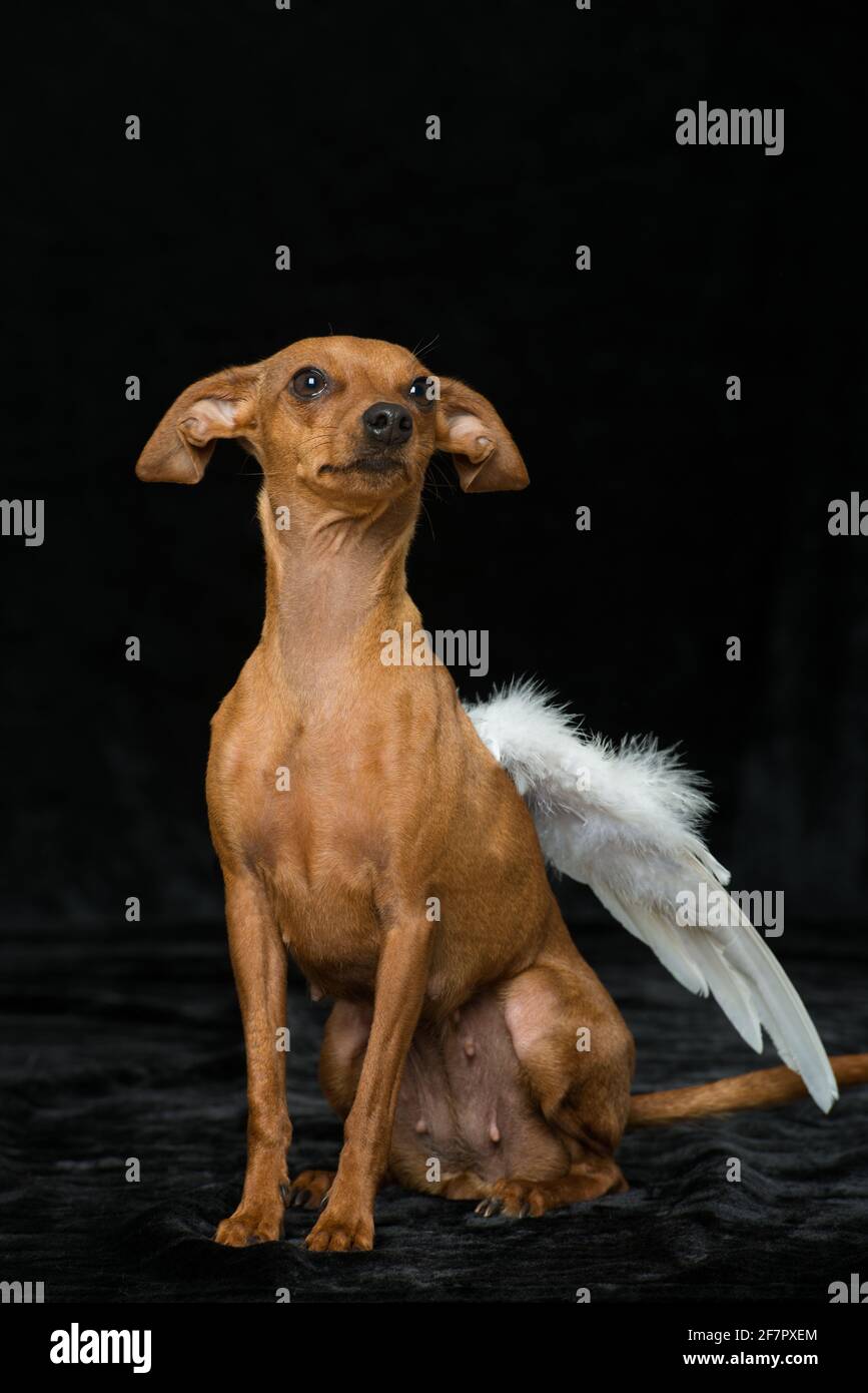 Real Dogs With Wings