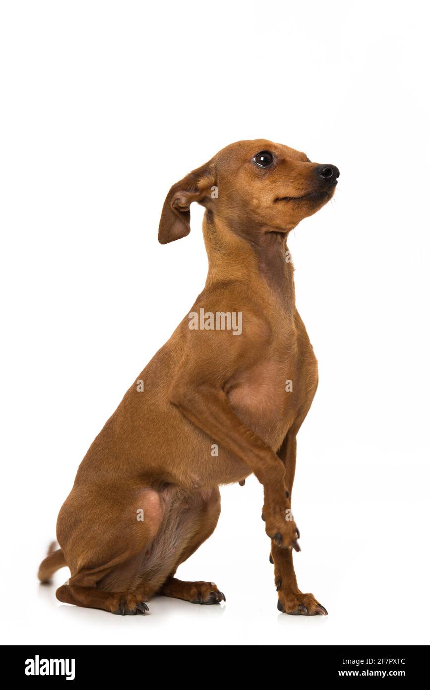 Dwarf pinscher dog on white background Stock Photo - Alamy