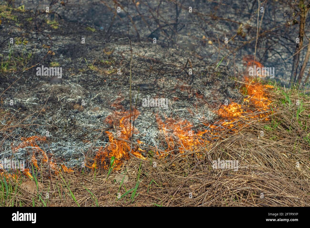 The dry grass burns, leaving behind charred earth. The beginning of an ...