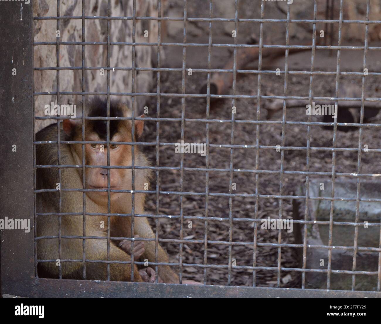 Baboon with angree face in the zoo cage Stock Photo - Alamy
