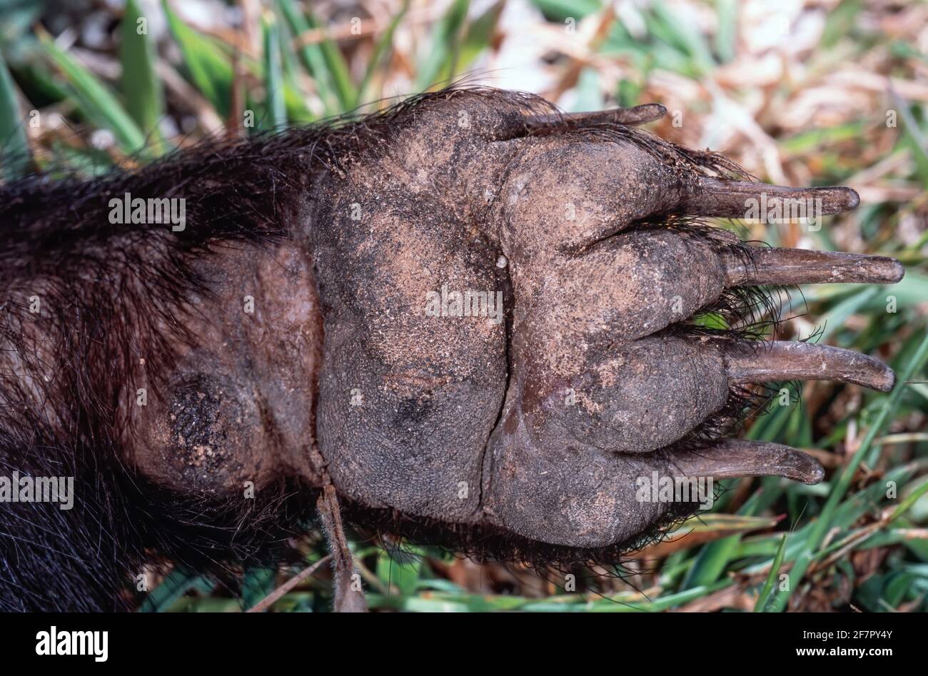 Adapted Species High Resolution Stock Photography and Images - Alamy