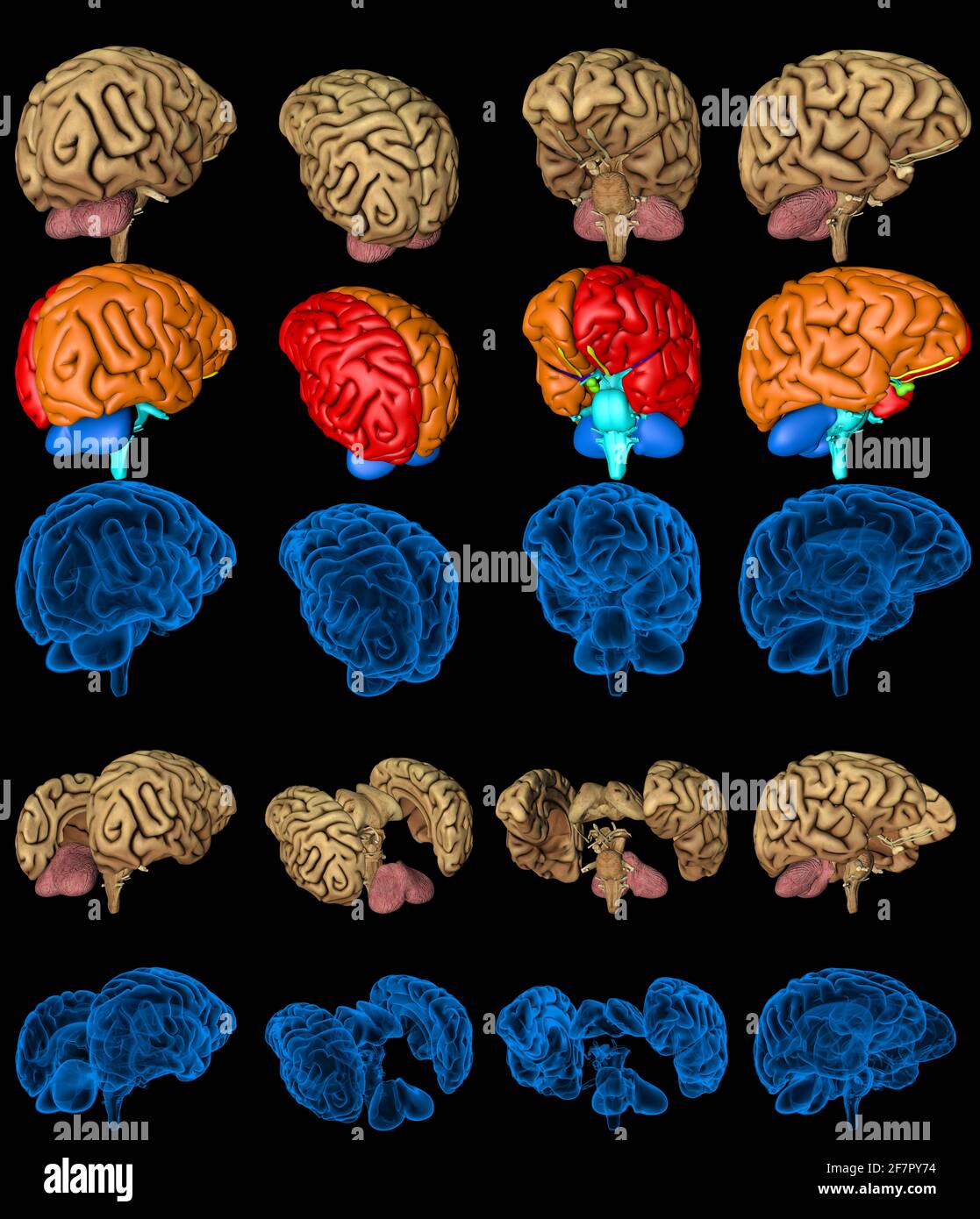 Human nervous system cg hi-res stock photography and images - Alamy