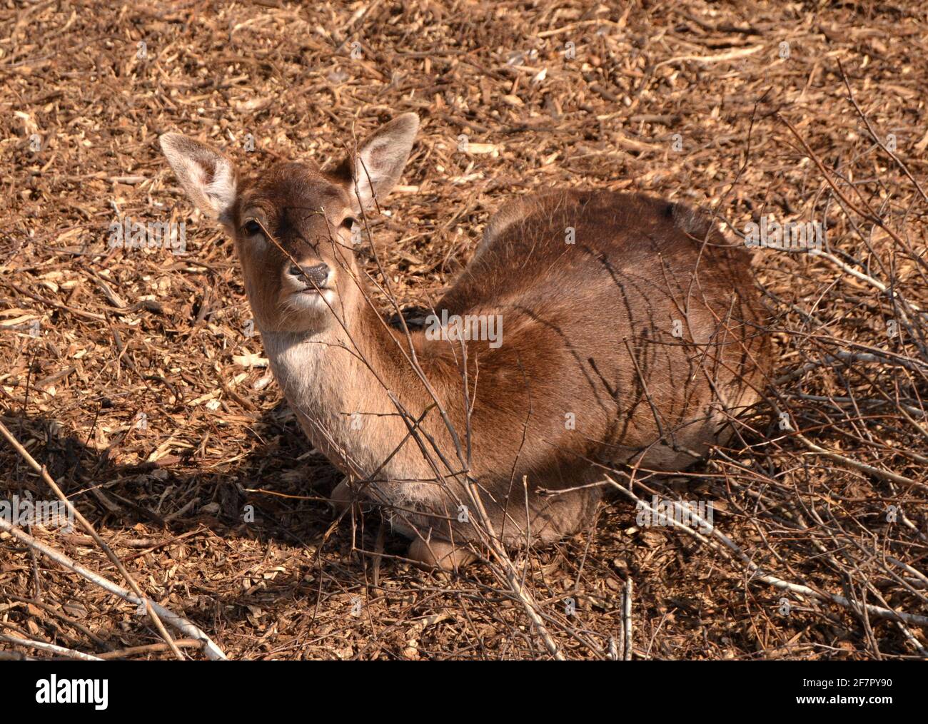 Young Deer At Night High Resolution Stock Photography and Images - Alamy