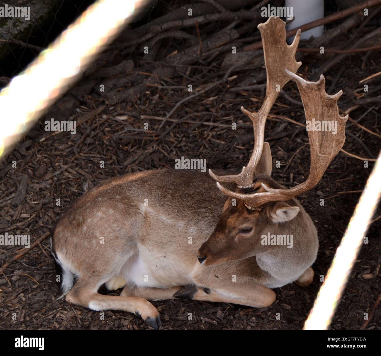 Male deer sitting down on the ground in the zoo Stock Photo - Alamy