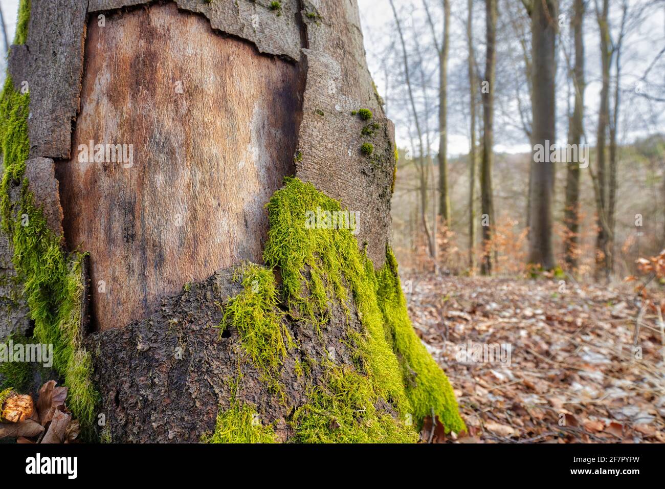 Buchen Rinde High Resolution Stock Photography and Images - Alamy