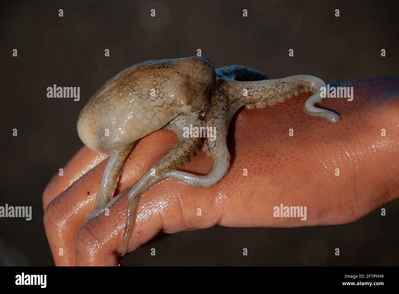 Juvenile reef octopus hi-res stock photography and images - Alamy