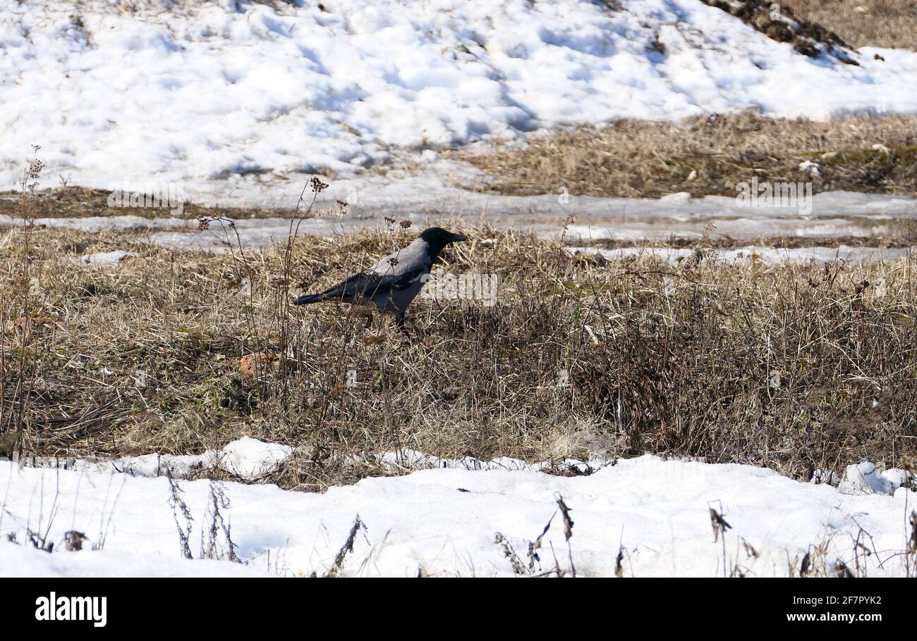 Grey crow beak hi-res stock photography and images - Alamy