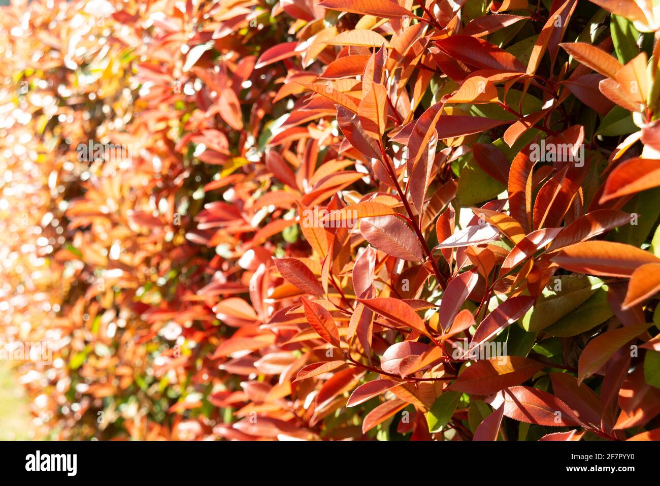 Leaves From a Photinia Red Robin Bush Stock Photo - Alamy