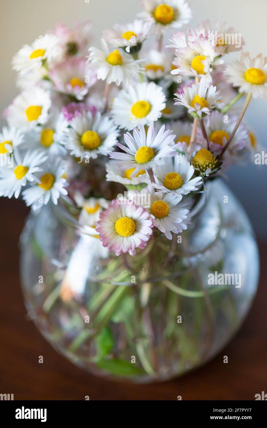 Daisies in a Vase Stock Photo - Alamy