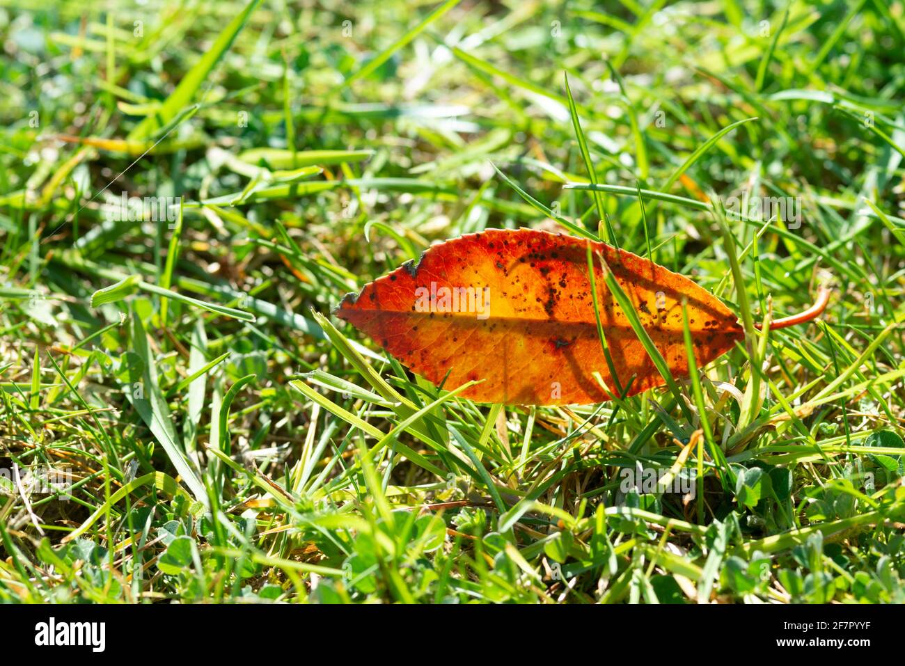 Single Autumn Leaf in Green Grass Stock Photo - Alamy