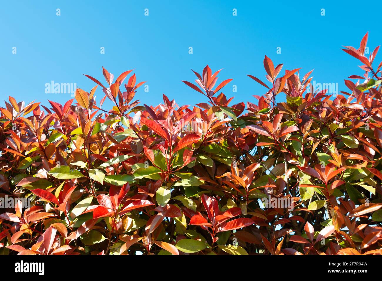 Photinia red robin hedge hi-res stock photography and images - Alamy