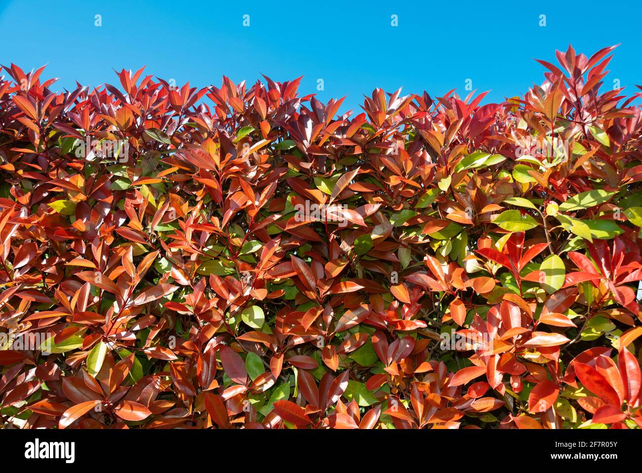 Photinia red robin bush hi-res stock photography and images - Alamy
