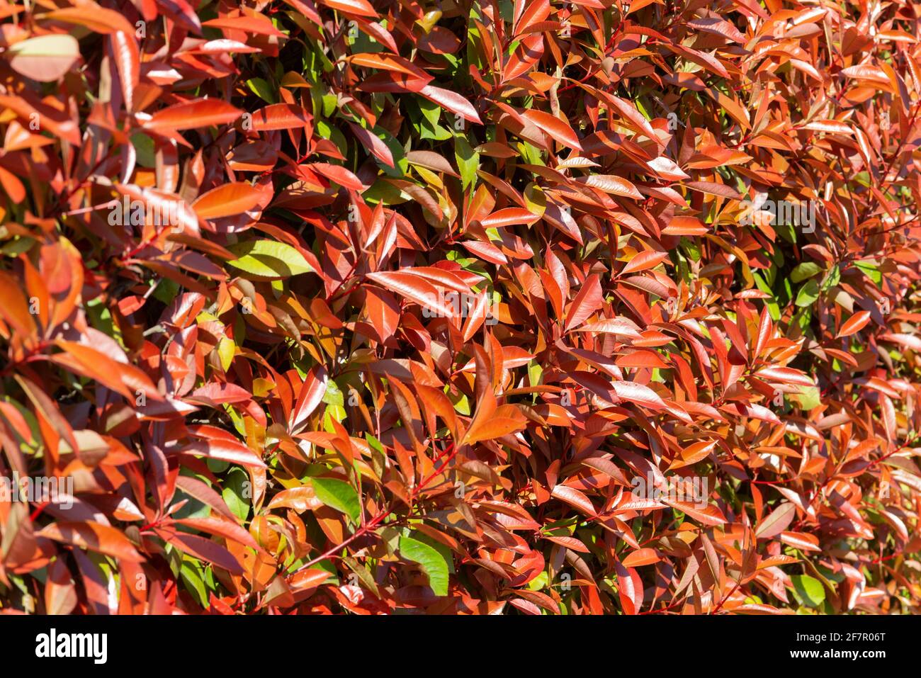 Leaves From a Photinia Red Robin Bush Stock Photo - Alamy