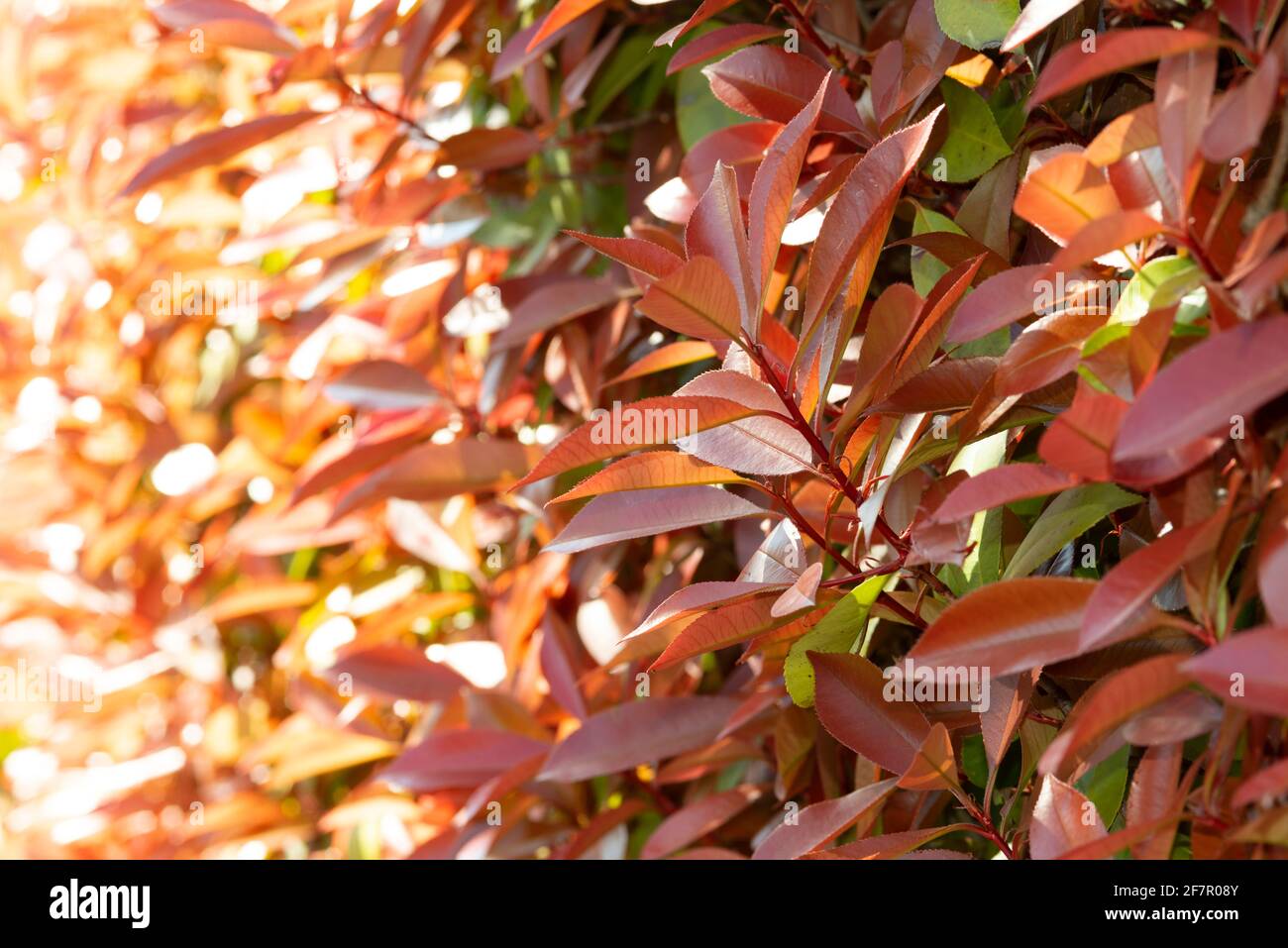 Leaves From a Photinia Red Robin Bush Stock Photo - Alamy