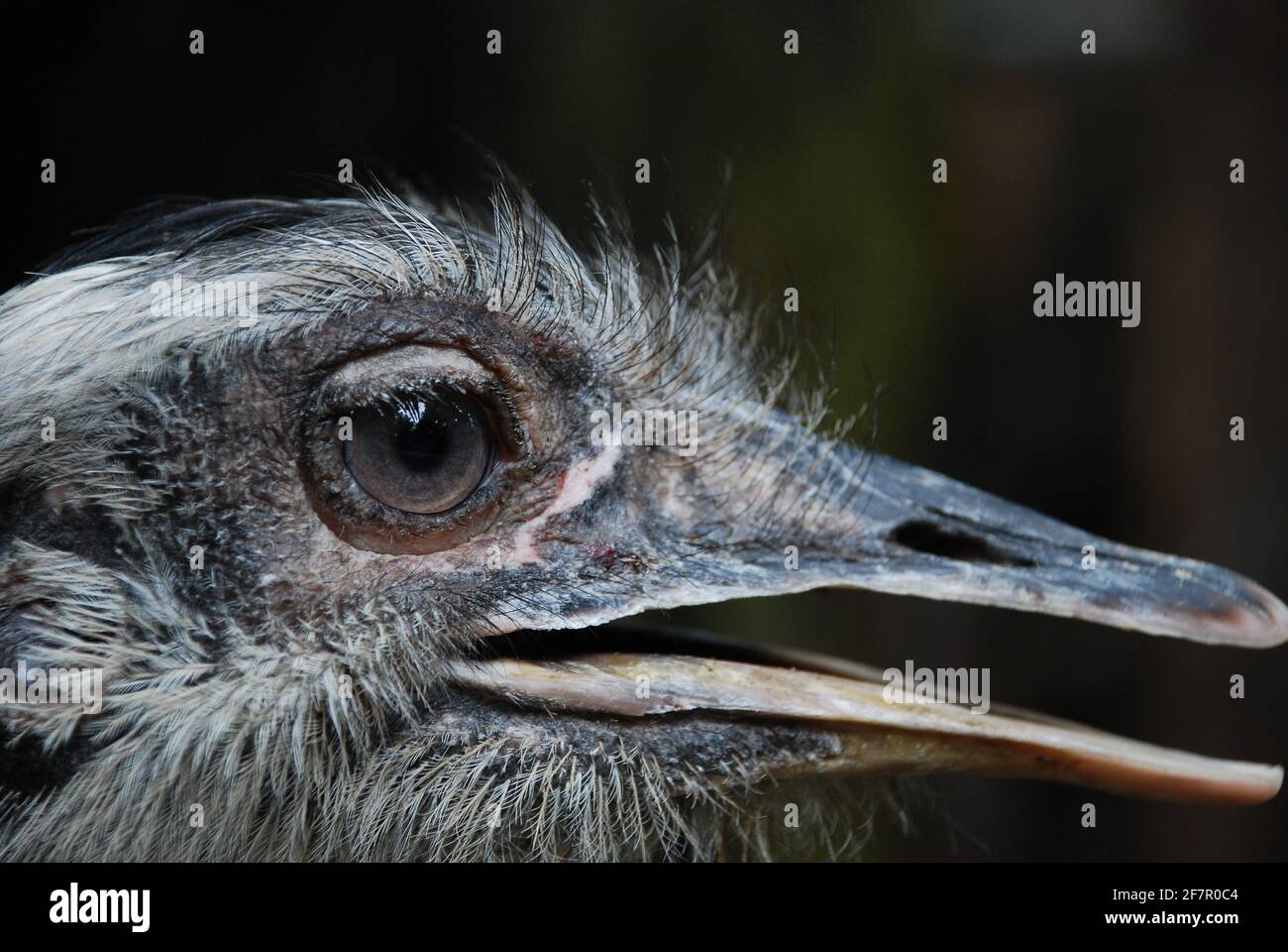 Close up side view shot of a bird's head showing in full and details of ...