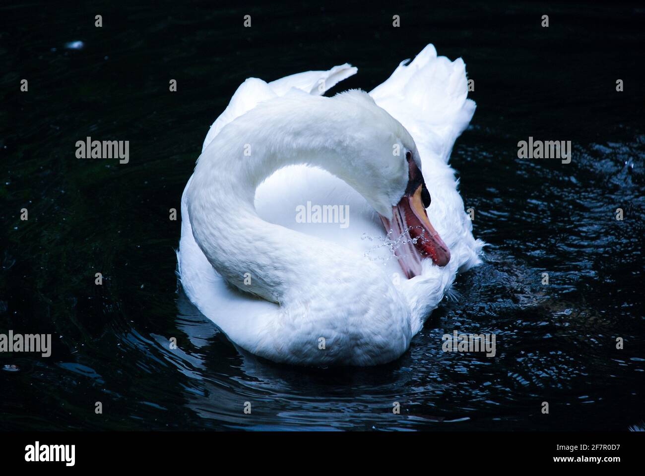 A swan gracefully cleans itself up while floating on the surface of a ...