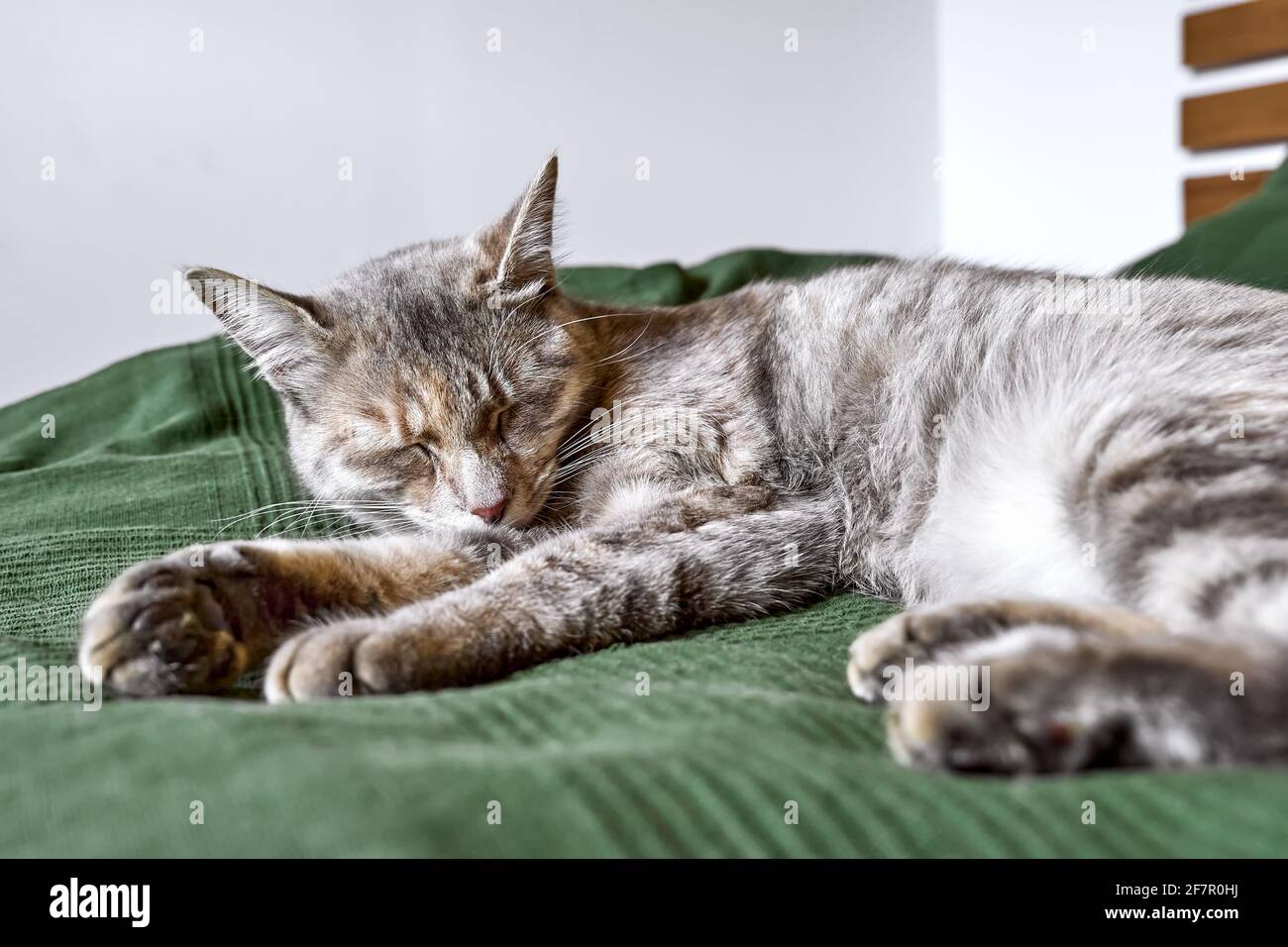 Domestic cat paw over eyes hi-res stock photography and images - Alamy