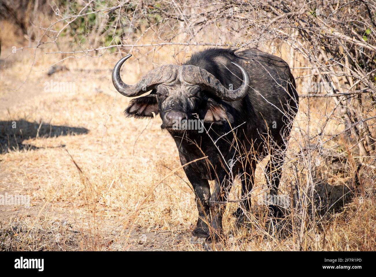 Buffalo africa hi-res stock photography and images - Alamy