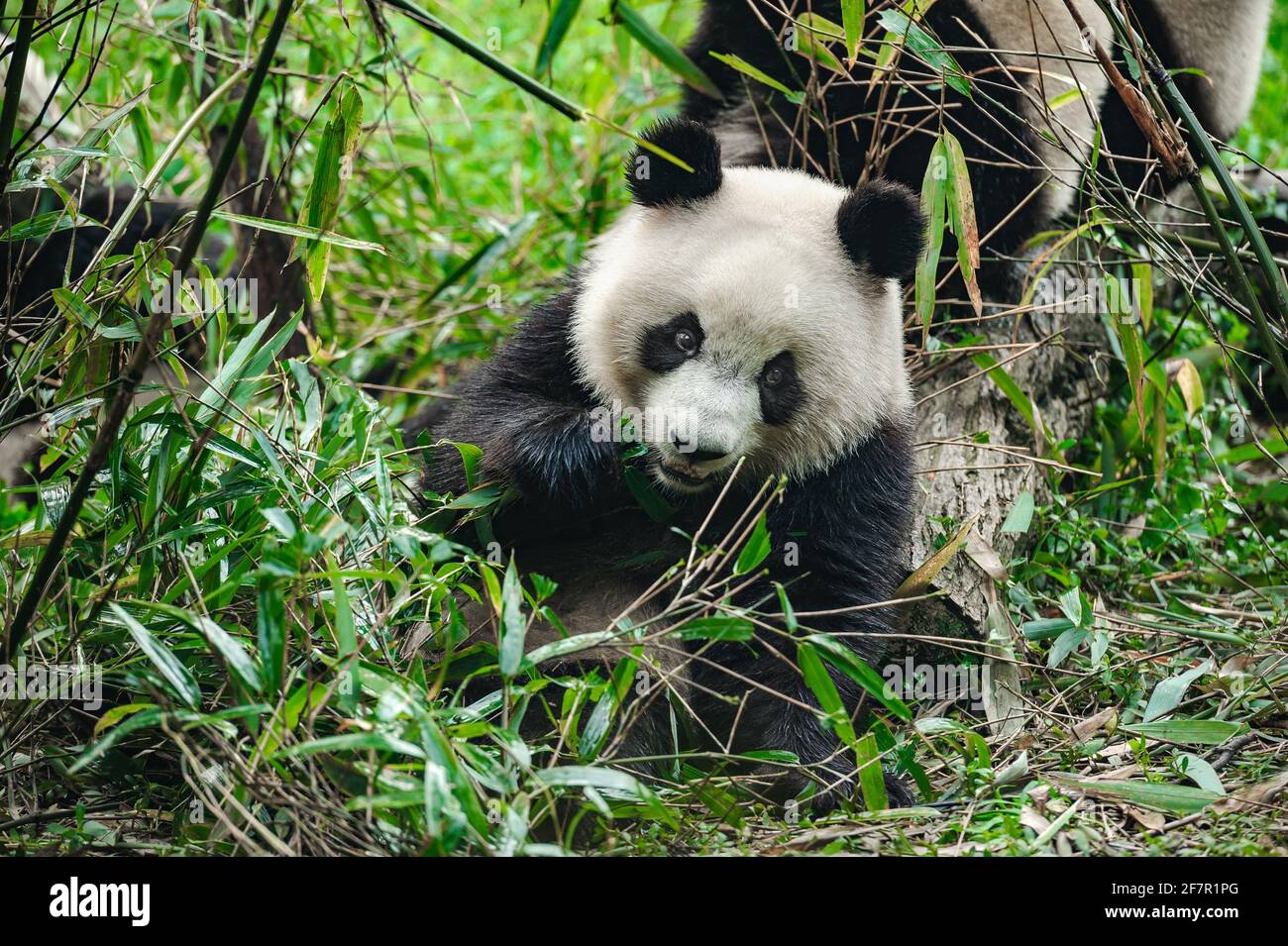 Giant panda bear in forest Stock Photo - Alamy
