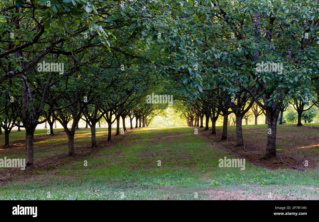 Field of rows of walnut trees in Dordogne , France Stock Photo - Alamy