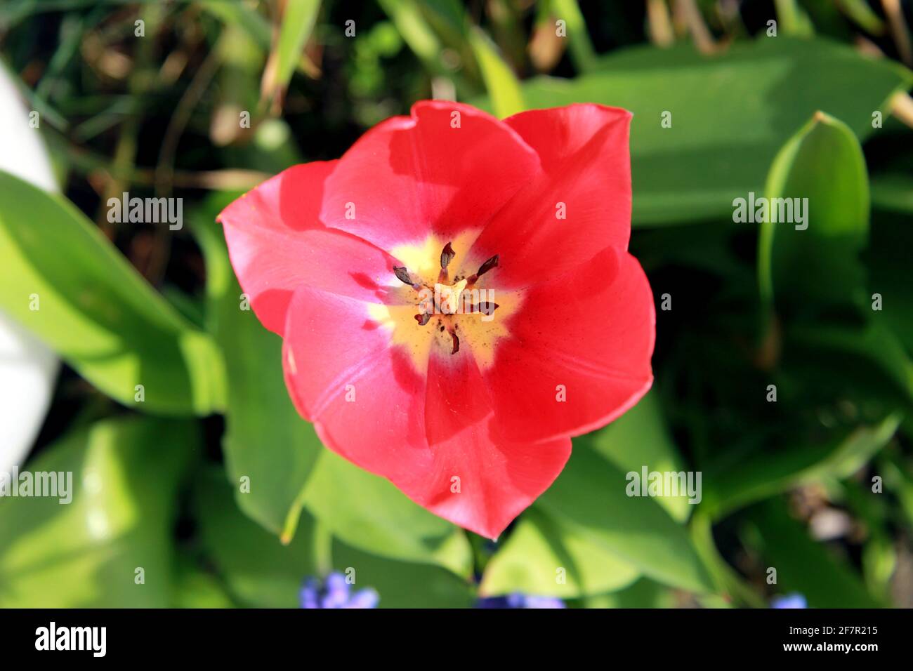 Open tulip flowers hi-res stock photography and images - Alamy