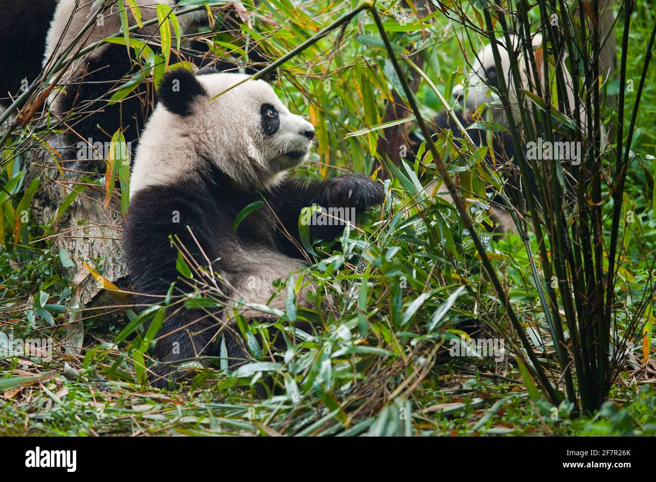 Giant panda bears in forest Stock Photo - Alamy