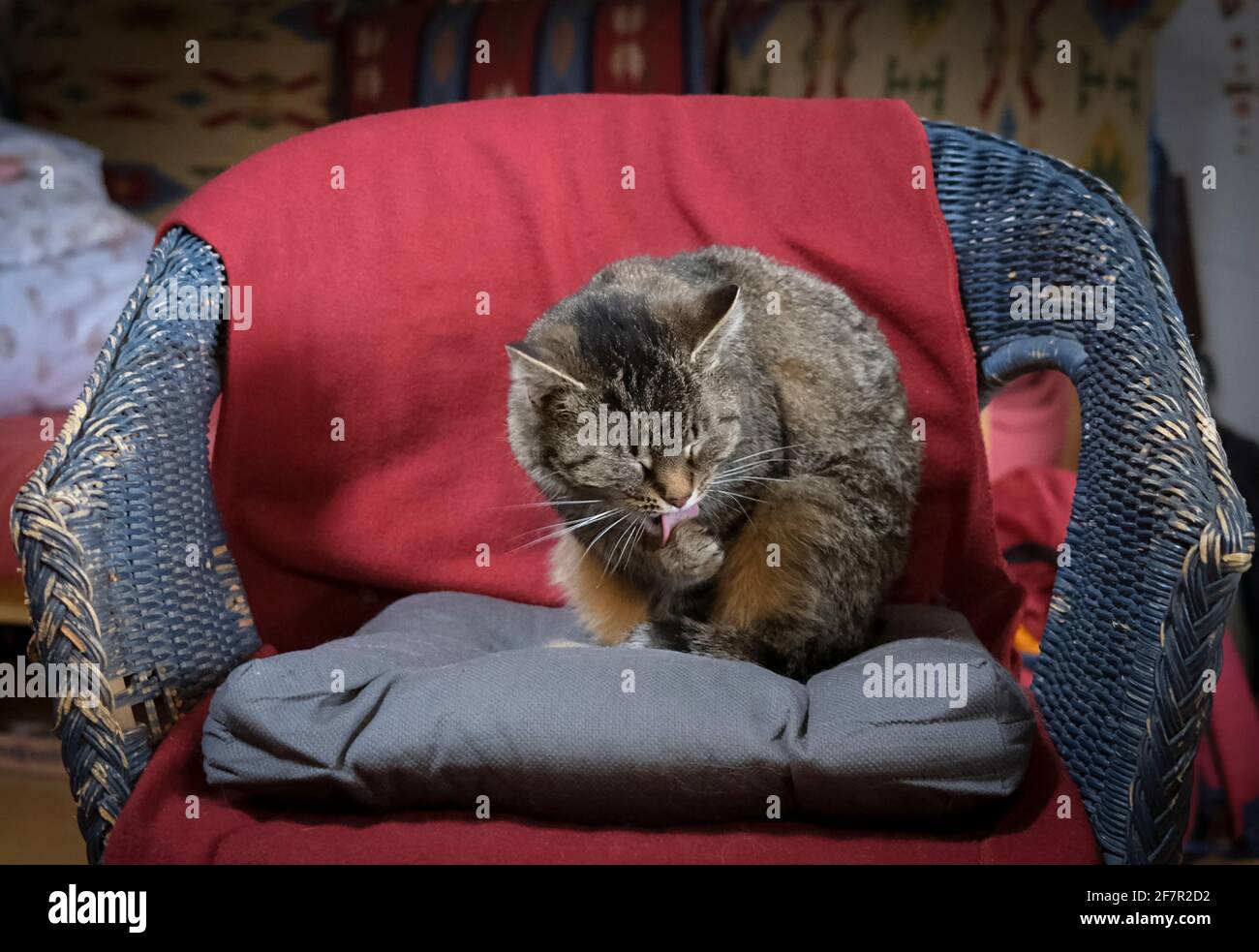 Clean cat hi-res stock photography and images - Alamy