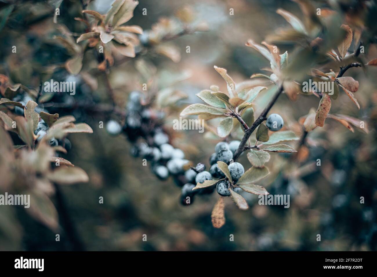 Cluster of purple berries hi-res stock photography and images - Alamy