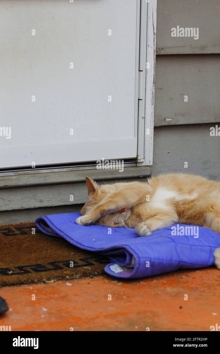 Cat mat hair hi-res stock photography and images - Alamy