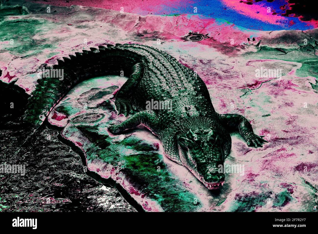 Abstract animal art artwork hi-res stock photography and images - Alamy